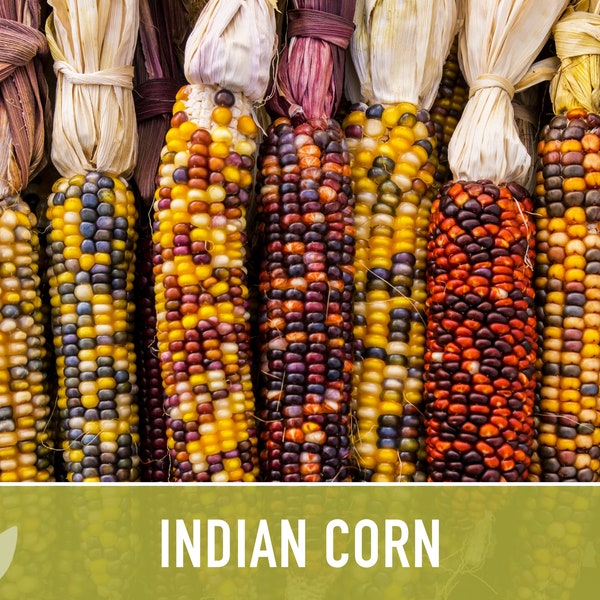 Indian Corn - Etsy