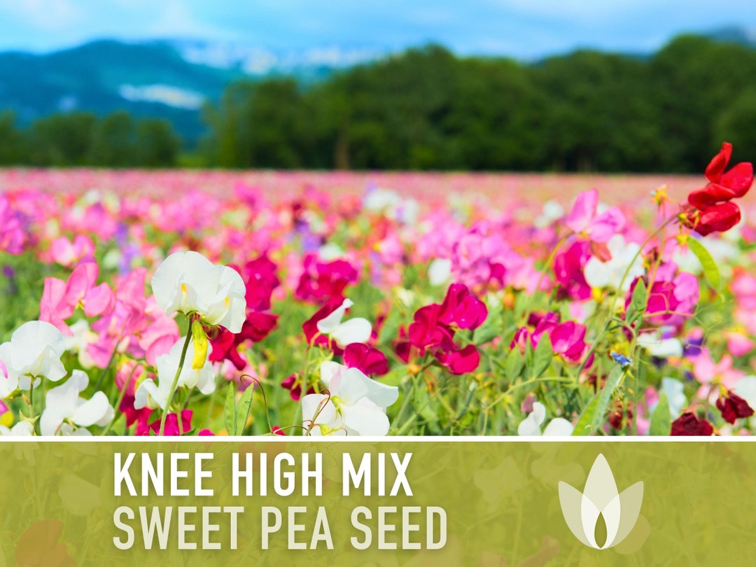 Sweet Pea Flower Seeds, Knee High Mix - Heirloom Seeds, Semi-dwarf ...