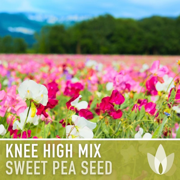 Sweet Pea Flowers - Etsy