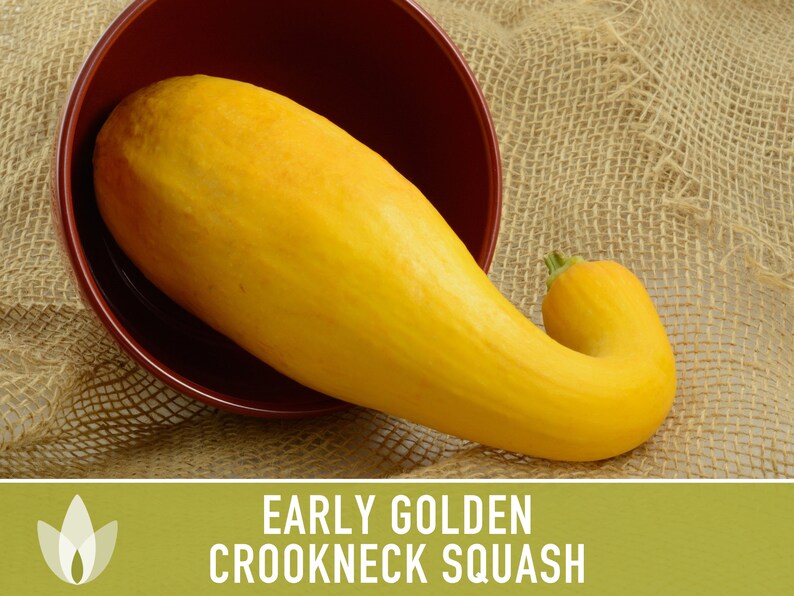 Early Golden Crookneck Summer Squash Heirloom Seeds - Etsy