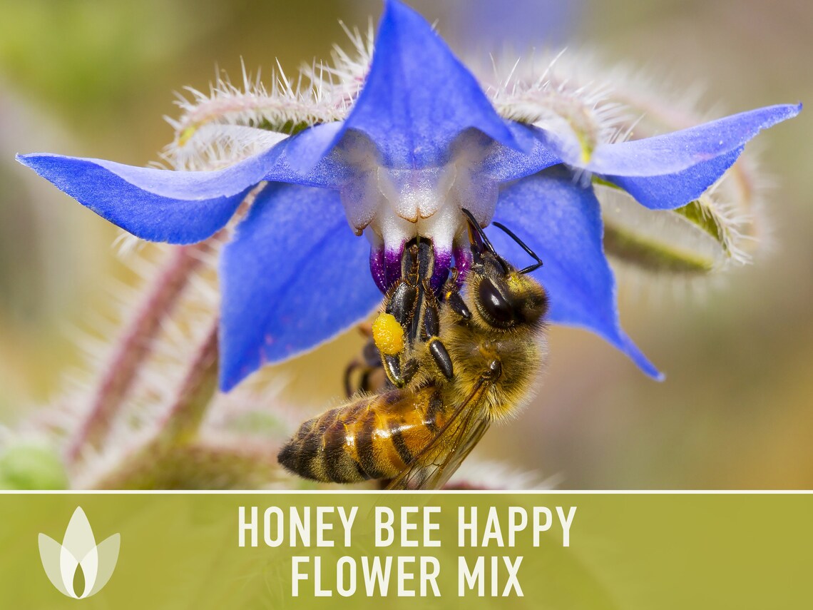 Honey Bee Happy Mix Heirloom Seeds Flower Seeds Wildflower - Etsy