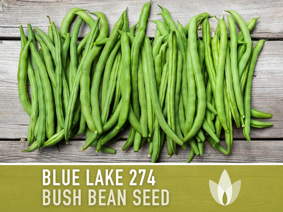 Blue Lake 274 Bush Bean Seeds - Heirloom, Non-gmo, Open Pollinated ...