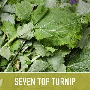 Seven Top Turnip Seeds - Heirloom Seeds, Turnip Greens, Cool Season ...