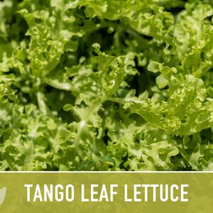 Tango Leaf Lettuce Seeds - Heirloom Seeds, Oakleaf Lettuce, Container ...