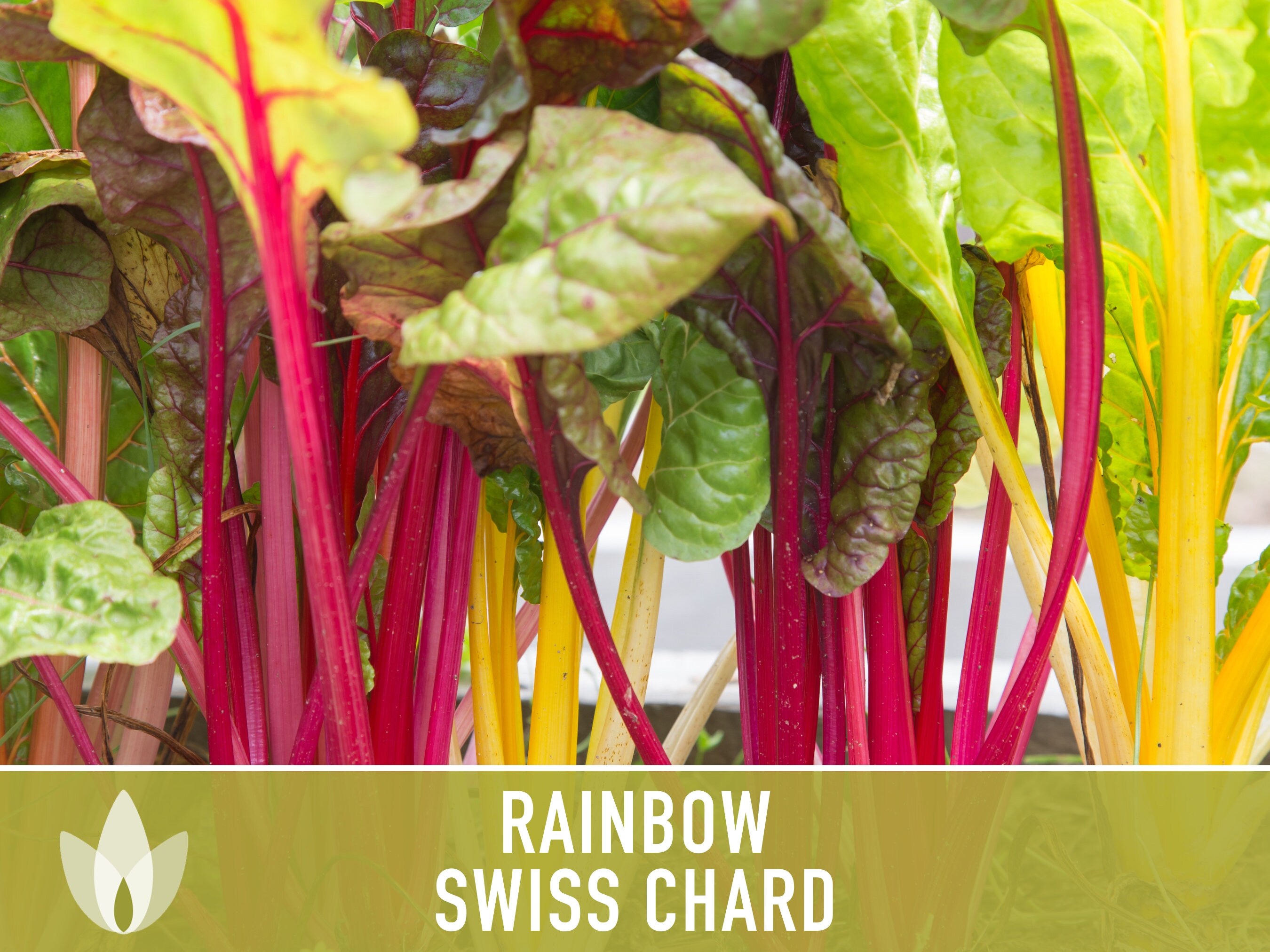 Rainbow Swiss Chard Heirloom Seeds - Etsy