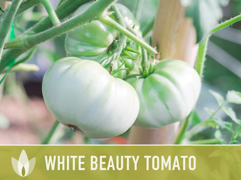 White Beauty Tomato Heirloom Seeds - Snowball Tomato, Indeterminate ...