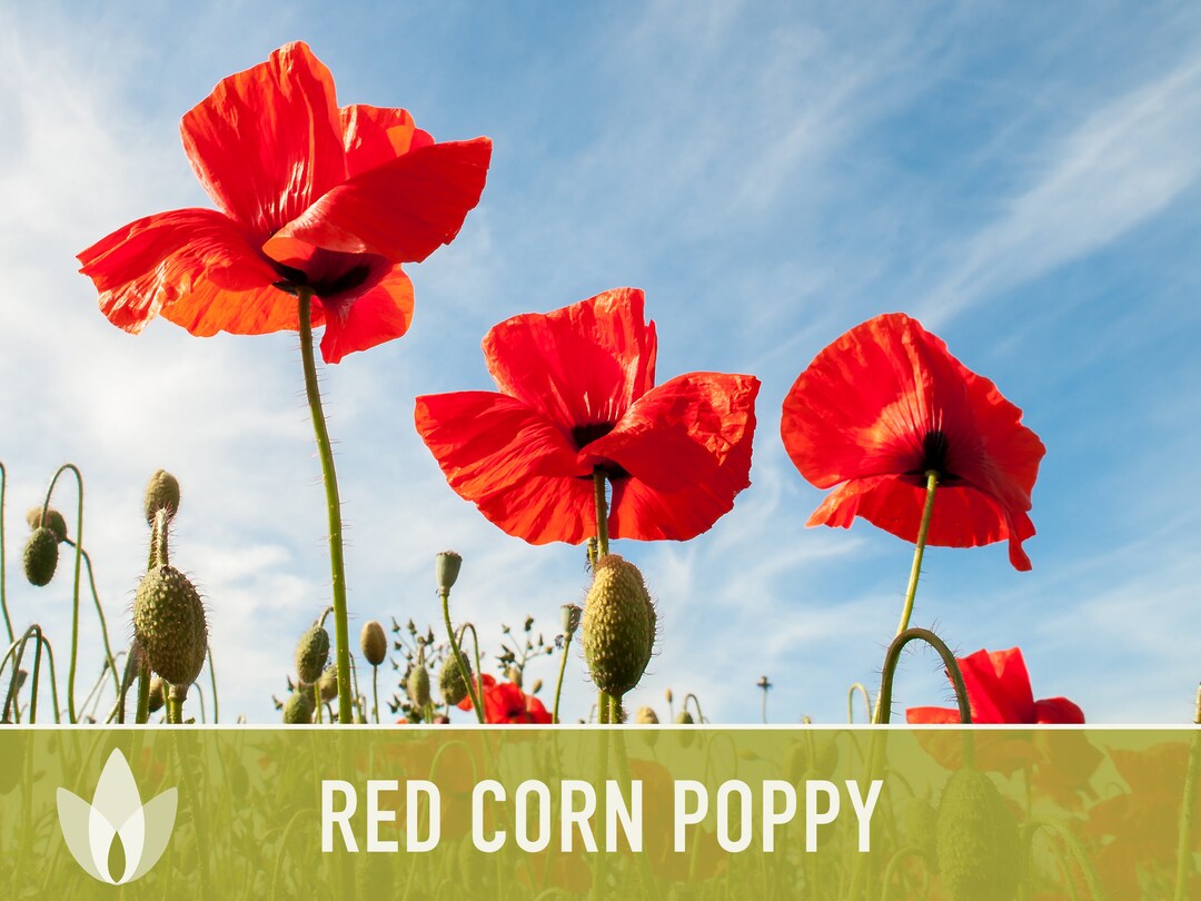 Red Corn Poppy Heirloom Seeds Flower Seeds, Cool Weather Seeds, Flowers ...
