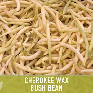 Cherokee Wax Bush Bean Seeds - Heirloom, Frozen Beans, Canned Beans ...