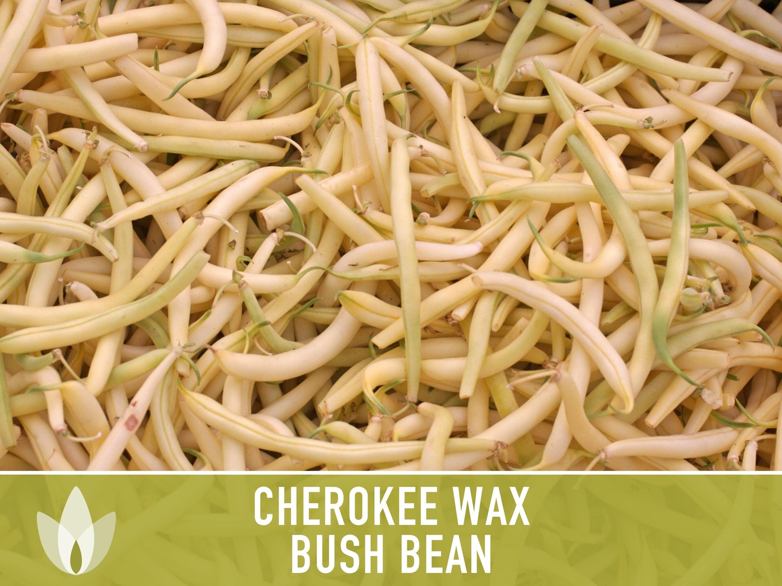 Cherokee Wax Bush Bean Seeds - Heirloom, Frozen Beans, Canned Beans ...
