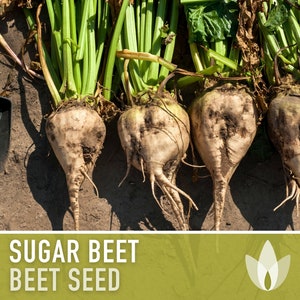 Sugar Beet Seeds - Heirloom Seeds, Natural Sugar Source, Food Plot ...