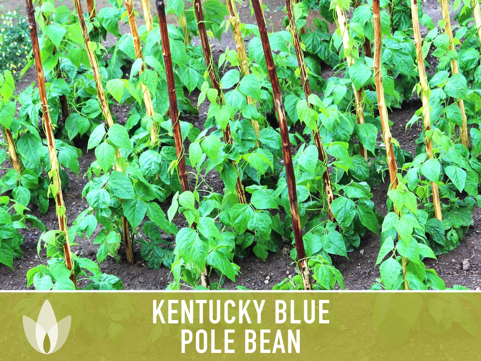 Kentucky Blue Pole Bean Seeds Heirloom Seeds, Kentucky Wonder Beans ...
