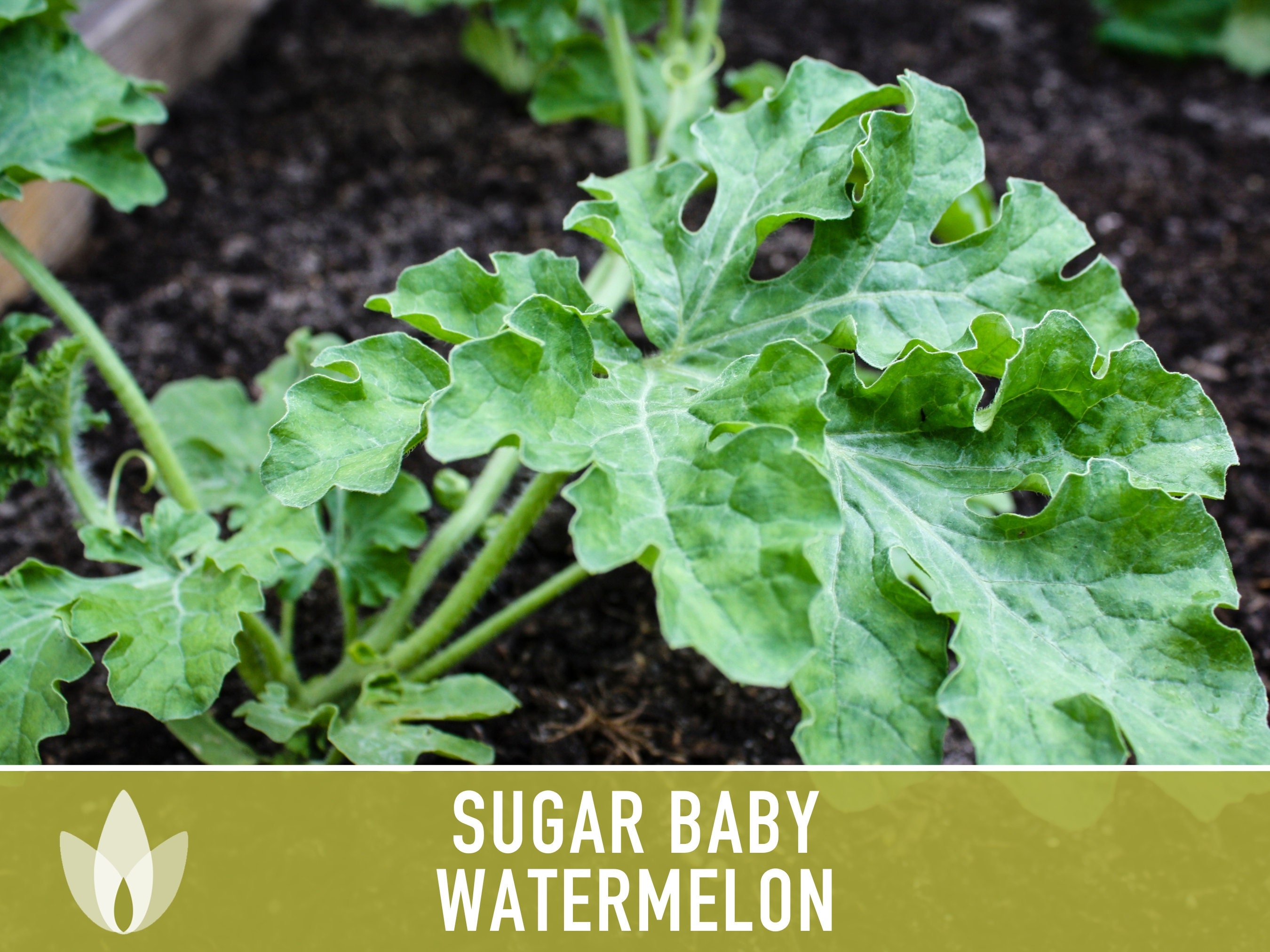 Baby Watermelon Plant