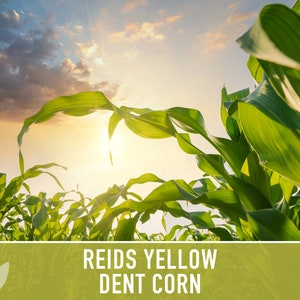 Reid's Yellow Dent Corn Seeds - Heirloom Seeds, Field Corn, Corn Bread ...
