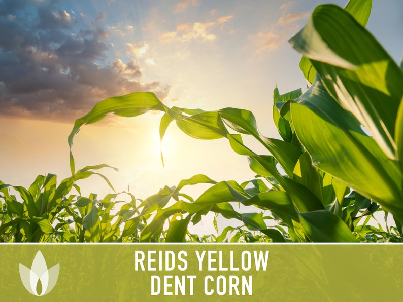 Reid's Yellow Dent Corn Seeds Heirloom Seeds Field - Etsy