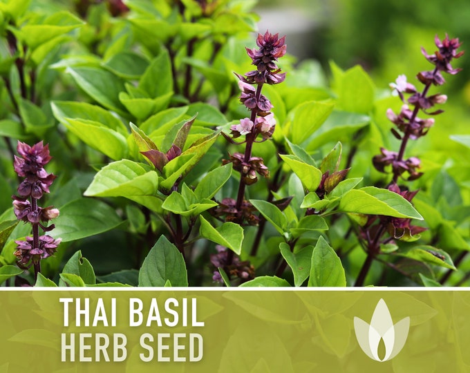 1 Plant of Perennial Basil Herbalea Wild Magic - Etsy