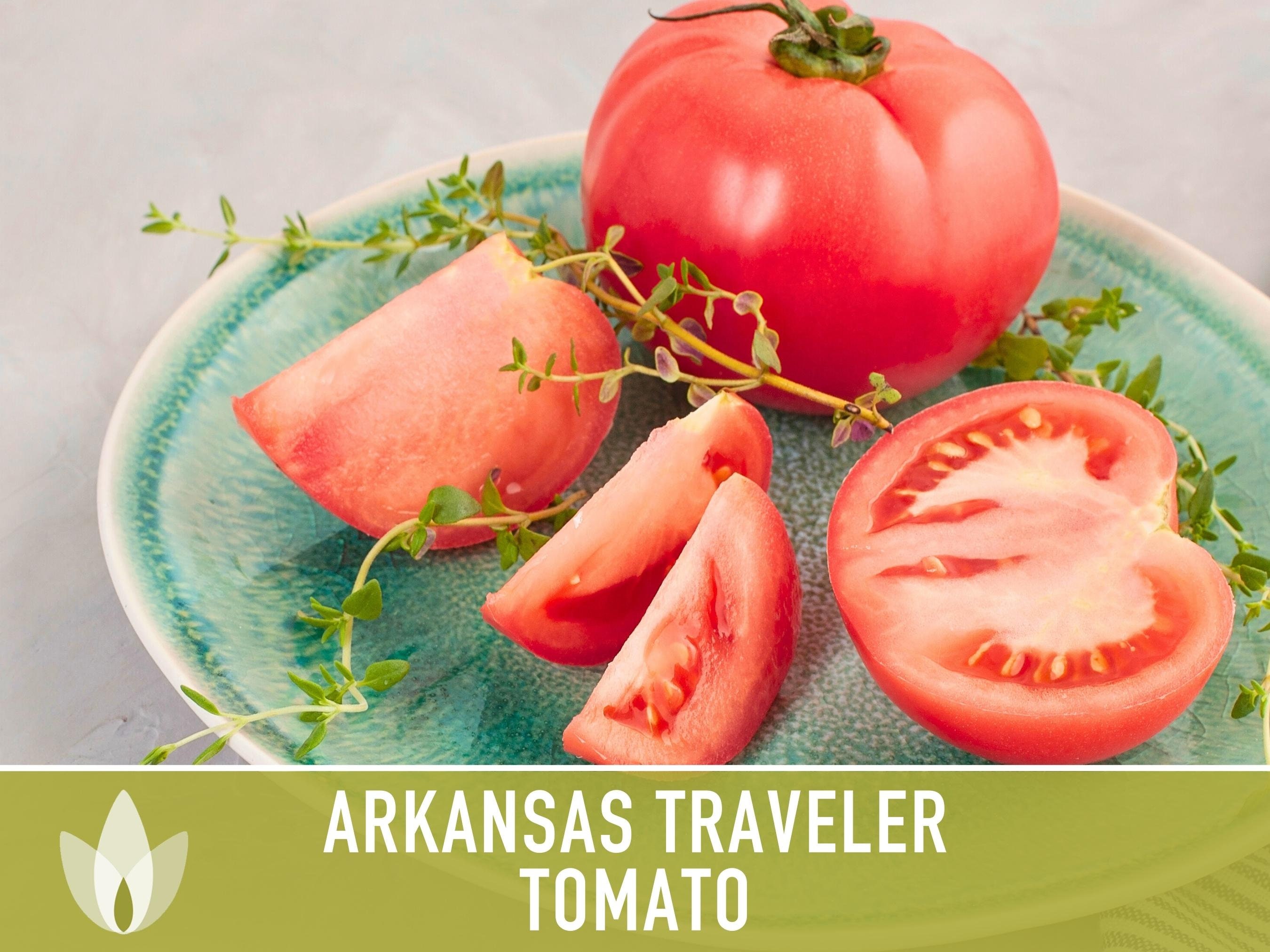 Arkansas Traveler Tomato - Heirloom Seeds, Indeterminate Tomato, Heat ...