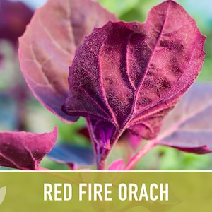 Red Fire Orach Seeds - Heirloom Seeds, French Spinach, Garden Orach ...