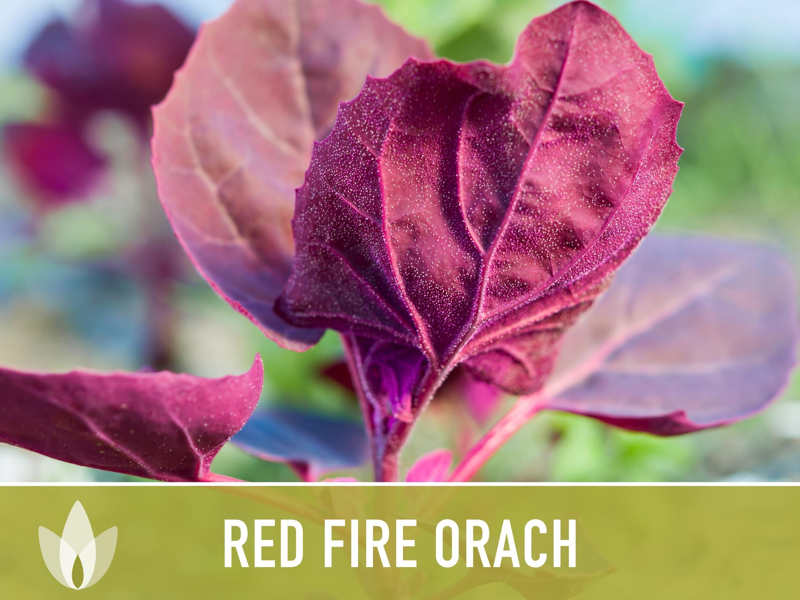 Red Fire Orach Seeds – Non-gmo Heirloom, French Spinach - Etsy
