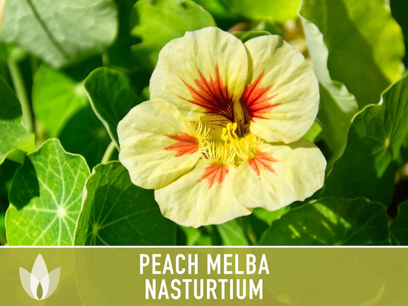 Nasturtium, Peach Melba Dwarf Heirloom Flower Seeds - Etsy
