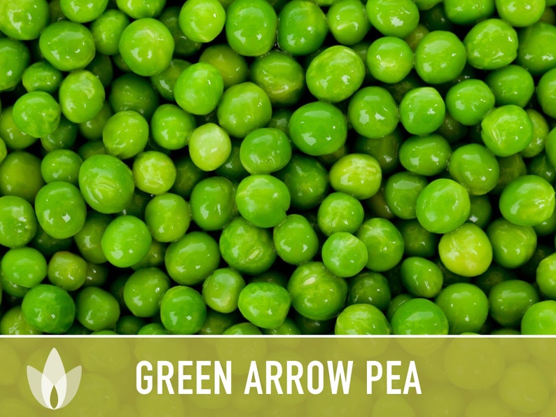 Green Arrow Garden Pea Seeds Heirloom Seeds Shelling Pea - Etsy
