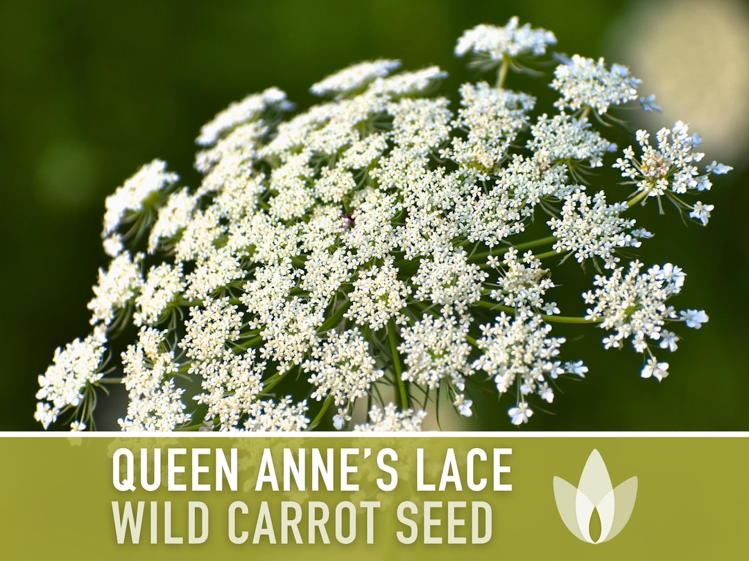 Queen Anne's Lace Seeds - Heirloom Seeds, Wild Carrot Seeds, White ...
