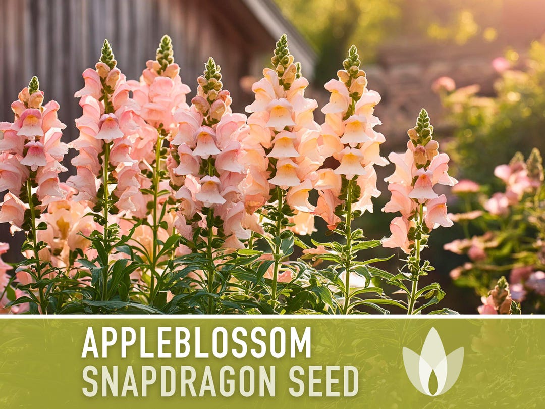 Snapdragon, Appleblossom Seeds - 100 Heirloom Flower Seeds, Fairy ...