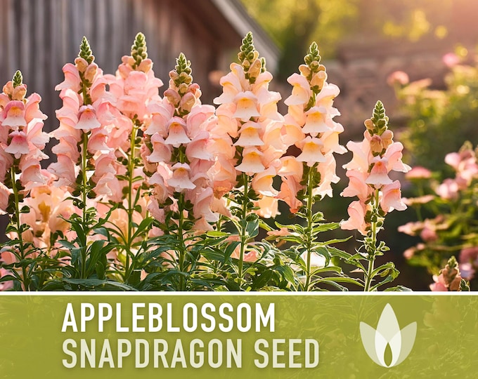 Double Frappe Light Pink Snapdragon Seeds - 25 Seeds - Etsy