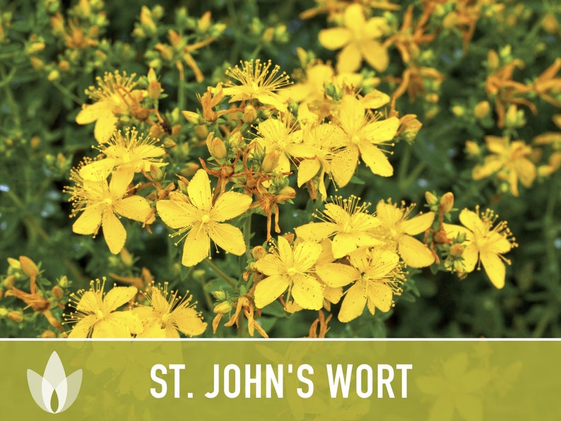 St. John's Wort Flower Seeds Heriloom Seeds Medicinal - Etsy