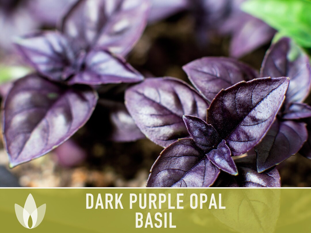 Dark Purple Opal Basil Heirloom Seeds Culinary Herb - Etsy