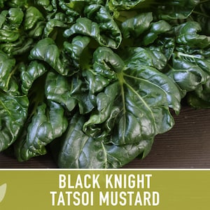 Black Knight Tatsoi Seeds – Heirloom Mustard Greens, Salad Veggie - Etsy