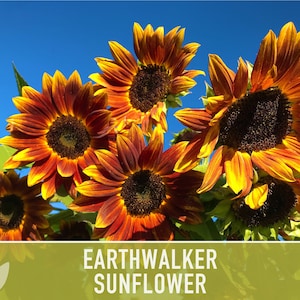 Earthwalker Sunflower Seeds - Heirloom Seeds, Seed Packets, Flower ...