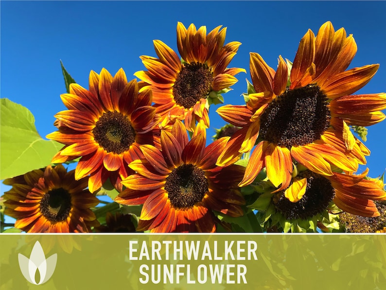 Earthwalker Sunflower Seeds Heirloom Seeds Seed Packets - Etsy