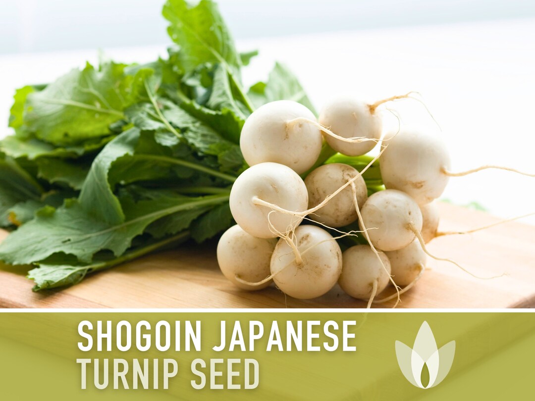 Shogoin Japanese Turnip Heirloom Seeds - Root Vegetables, Fall Garden ...