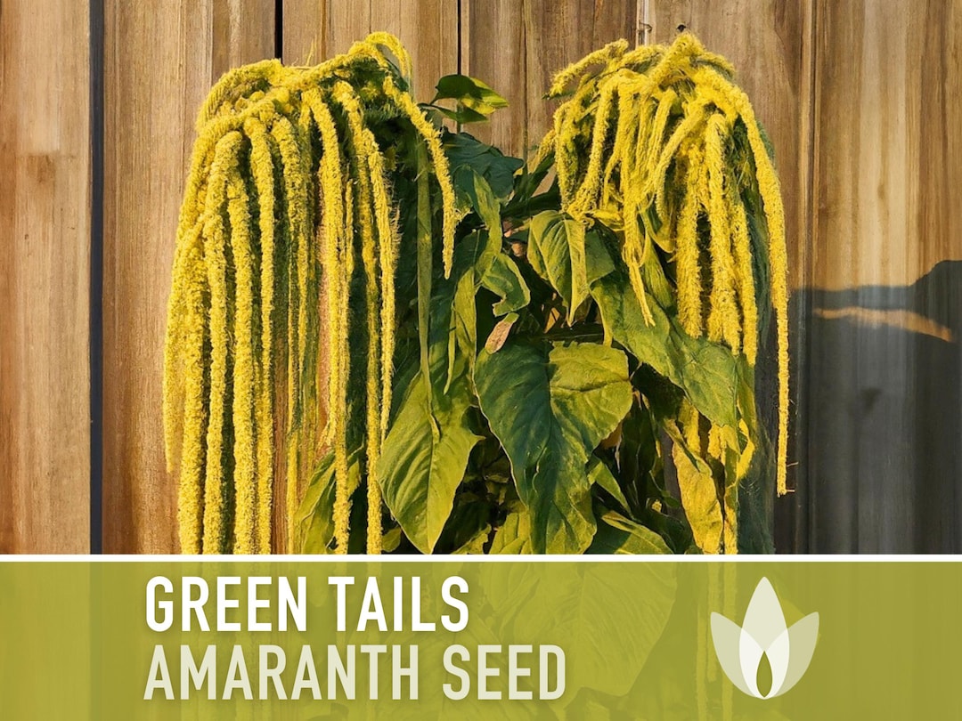 Green Tails Amaranth - 250 Seeds, Heirloom Seeds, Edible Flower, Grain ...