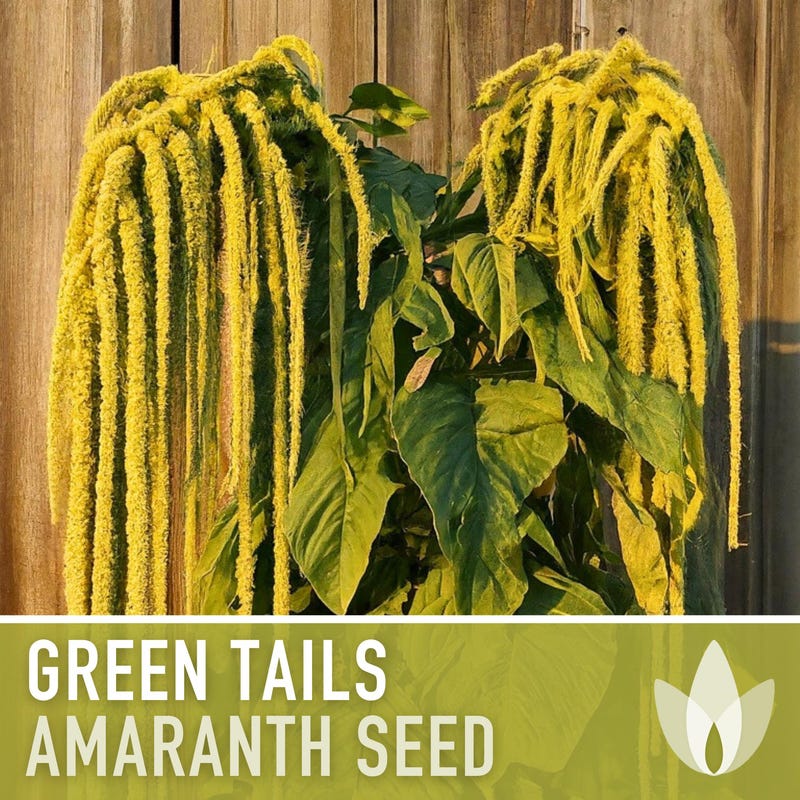 Dried Amaranth Green - Etsy