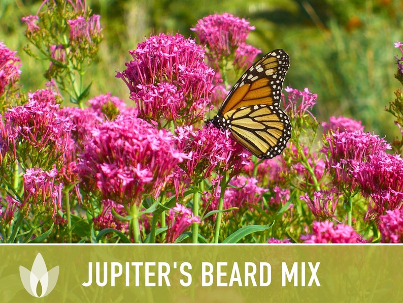Jupiter's Beard Flower Seeds - Red Valerian, Heirloom, Non-gmo - Etsy