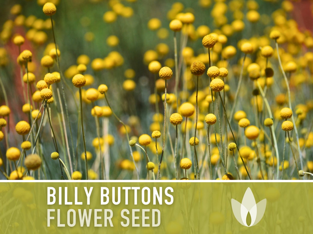Billy Buttons (drumsticks) Flower Seeds - Heirloom Seeds, Craspedia Globosa, Drumstick Flower ...