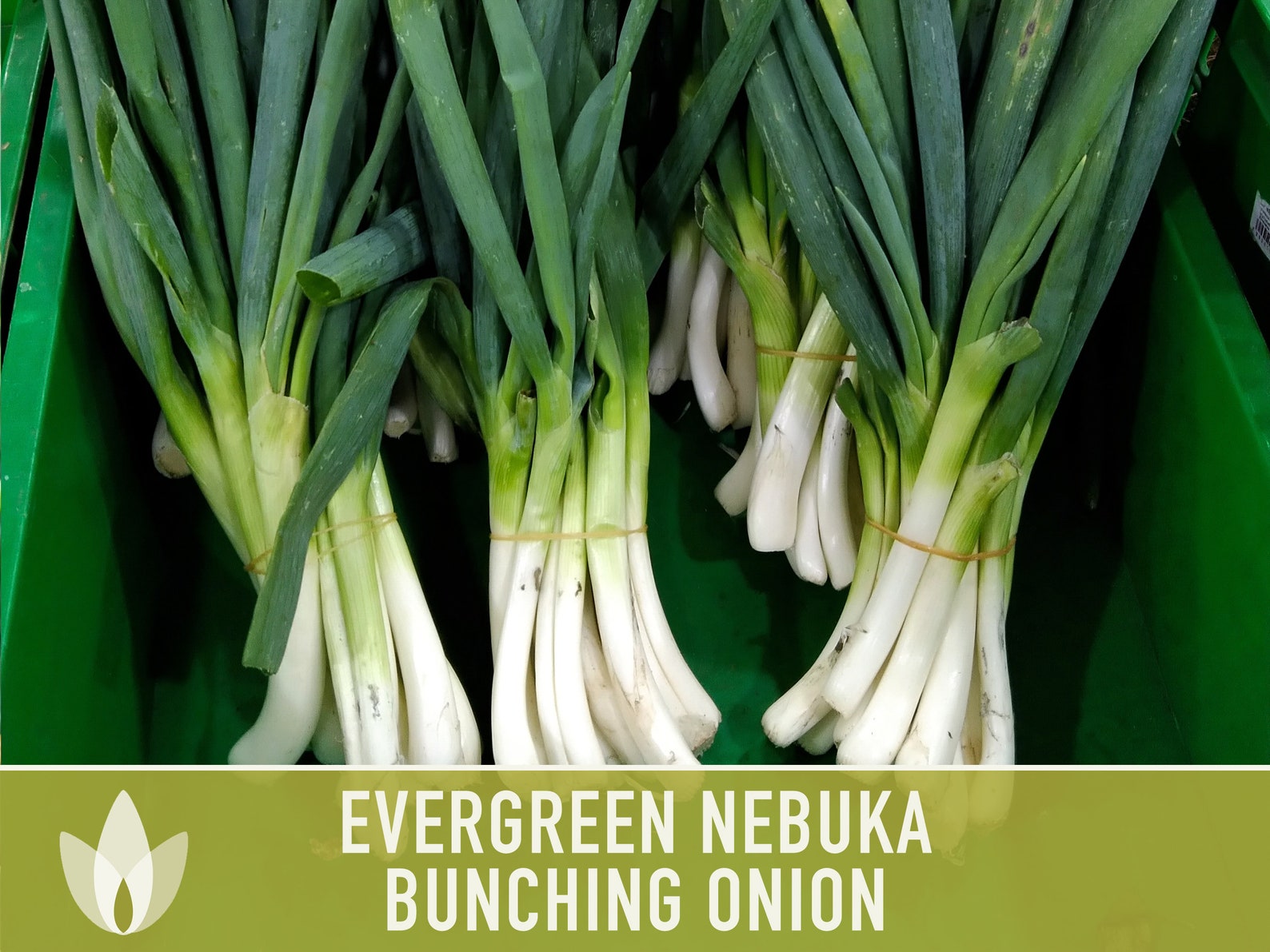 Evergreen Nebuka Bunching Onion Heirloom Seeds Scallions - Etsy