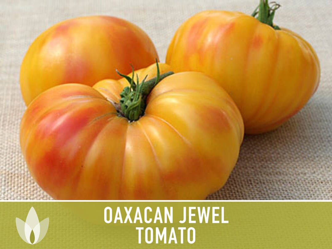 Oaxacan Jewel Tomato Heirloom Seeds - Etsy
