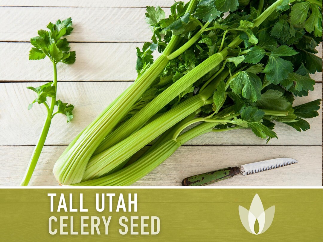 Tall Utah Celery Seeds - Heirloom, Open Pollinated, Non-gmo - Etsy