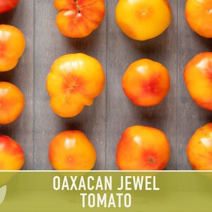 Oaxacan Jewel Tomato Seeds – Heirloom Beefsteak, Open Pollinated - Etsy