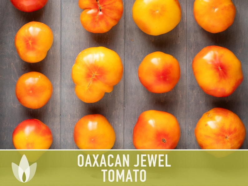 Oaxacan Jewel Tomato Heirloom Seeds - Etsy