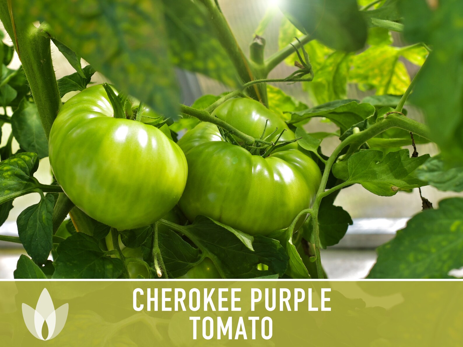 Cherokee Purple Tomato Heirloom Seeds - Etsy