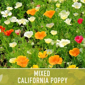 California Poppy, Mix Heirloom Seeds - Flower Seeds, Cool Weather Seeds ...