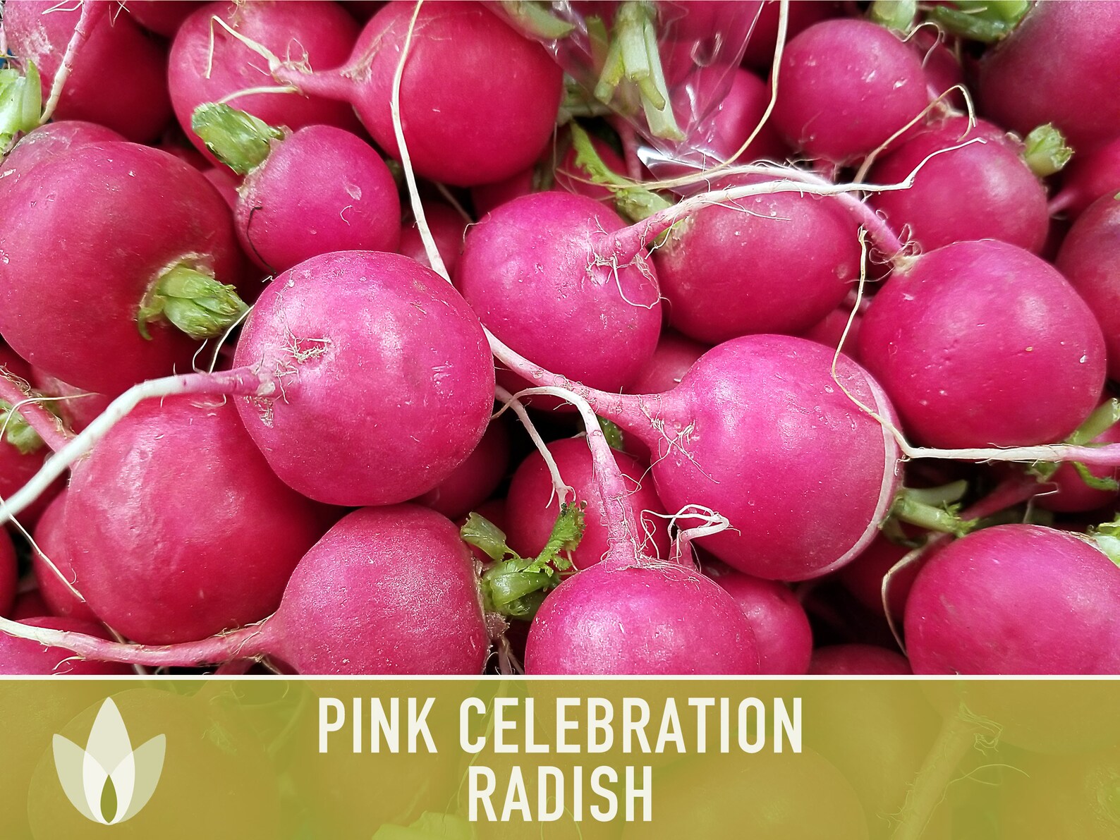 Pink Celebration Radish Seeds Heirloom Seeds Root - Etsy