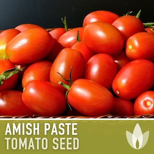 Amish Paste Tomato - 30 Seeds - Heirloom Tomato, Large Paste Tomato, Sauce Tomato, Plum Tomato ...