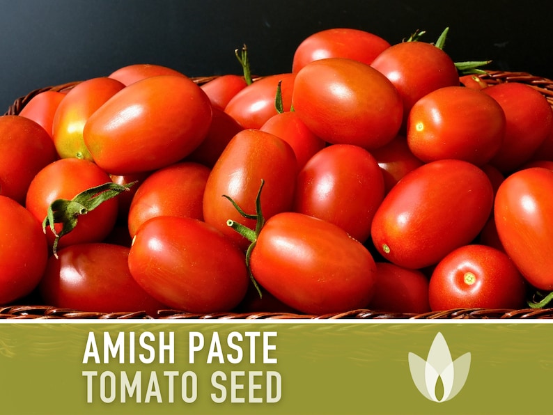 Amish Paste Tomato Seeds – Heirloom Plum Tomato for Sauces - Etsy