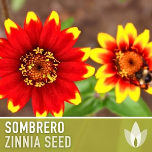 Zinnia, Sombrero Flower Seeds - Heirloom Seeds, Festive Bicolor Blooms ...