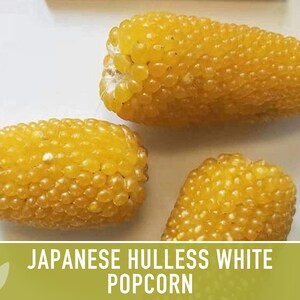 Japanese Hulless Popcorn Seeds - Dwarf Heirloom Corn - Etsy