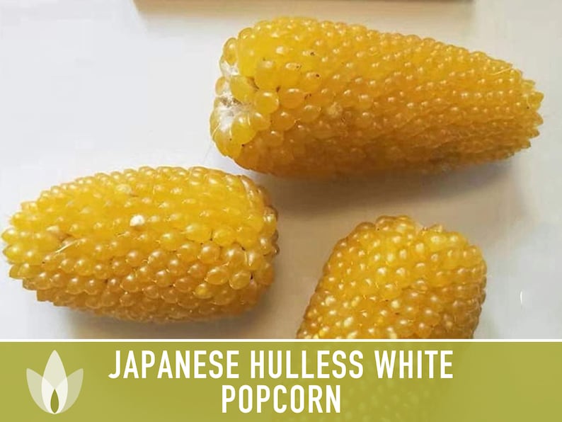 Japanese Hulless Popcorn Seeds - Dwarf Heirloom Corn - Etsy